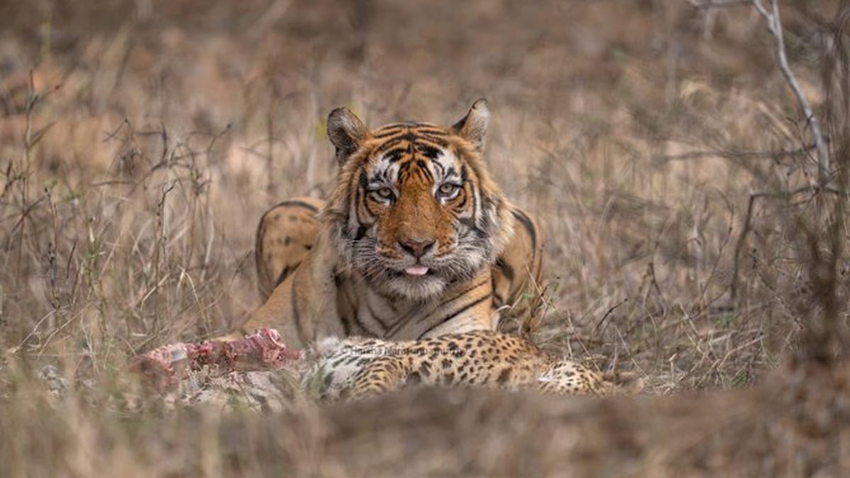 Image of tiger eating leopard in Ranthambore goes viral - Oneindia News