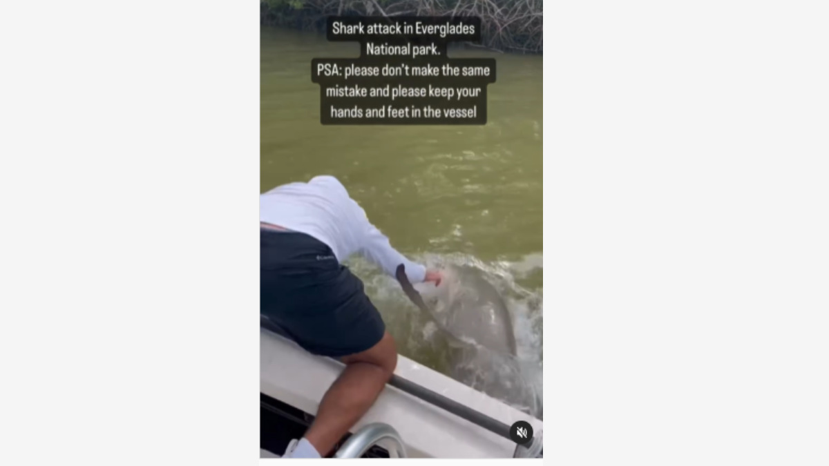 US: Fisherman Bitten, Dragged into River By Bull Shark in Florida ...