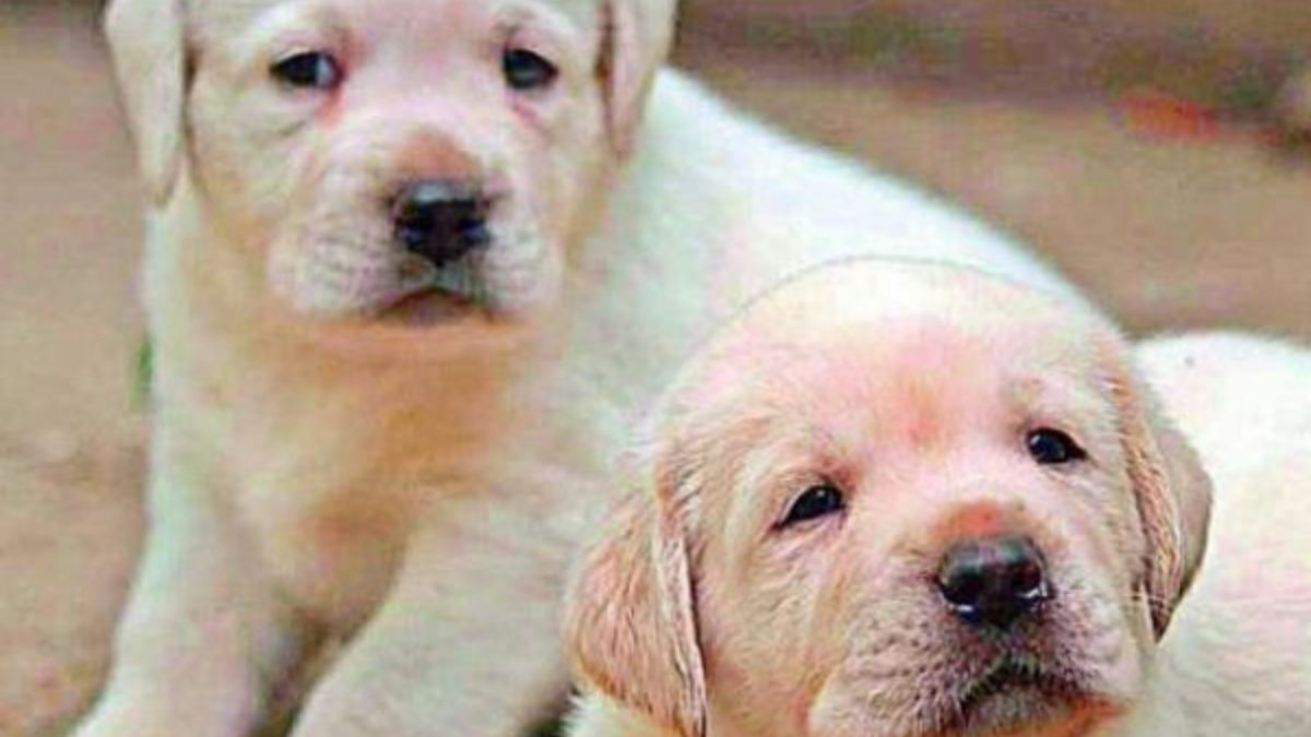 Andhra Pradesh Police Rescue Stranded Puppies, Unites With Their Mother ...