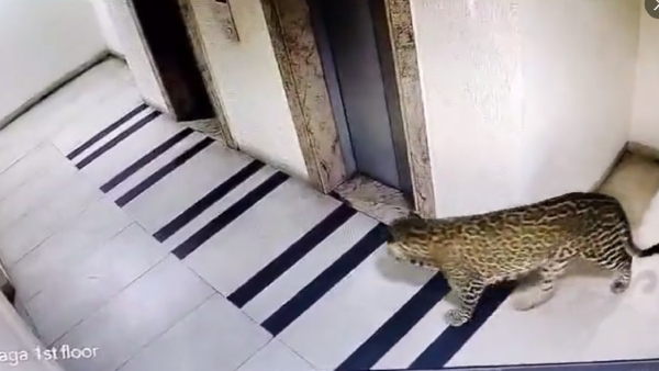 Leopard Spotted In Bengaluru: CCTV Captures Big Cat In MS Dhoni ...