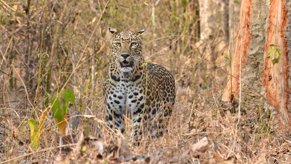 Another Leopard Sighting In Bengaluru; This Time Near Dabaspet - Oneindia News
