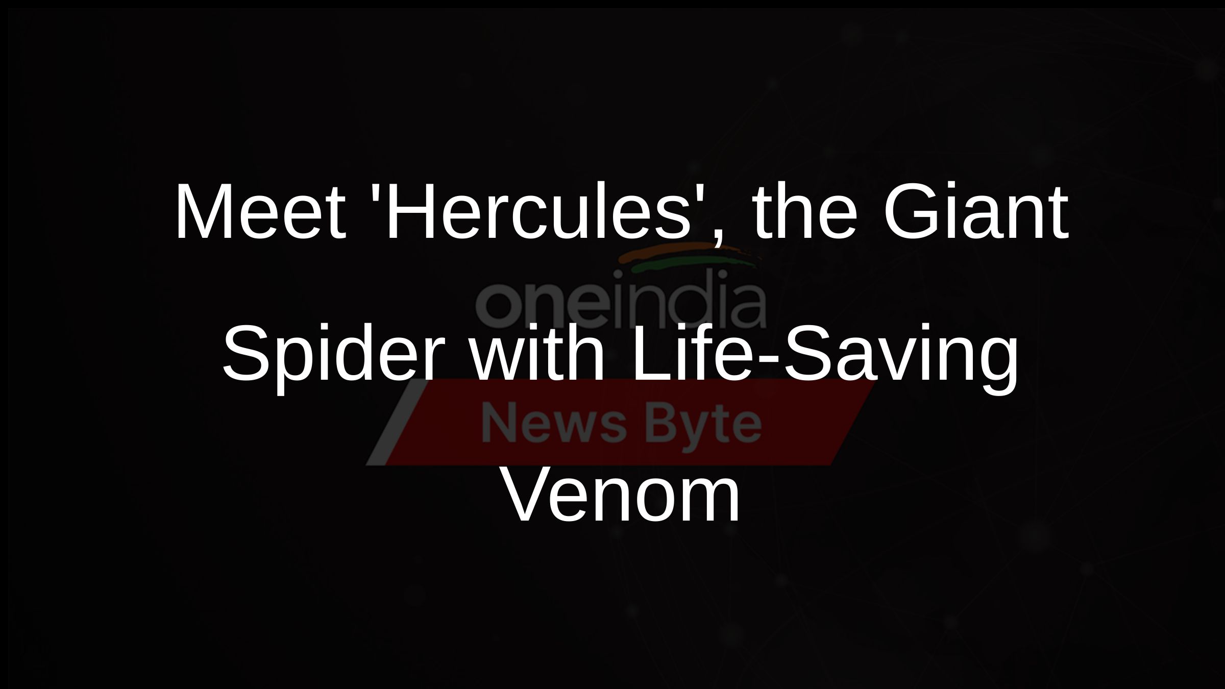 Meet Hercules, the Largest Male Sydney Funnel-Web Spider Discovered in ...