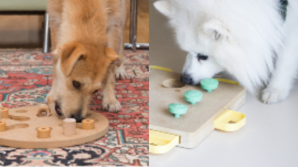 Canine Enrichment: A Comprehensive Guide to Mental and Physical ...