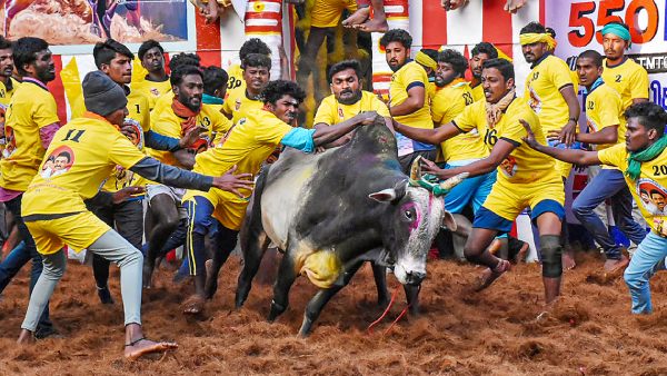 Two Including Minor Killed During Jallikattu Event In Tamil Nadu's ...