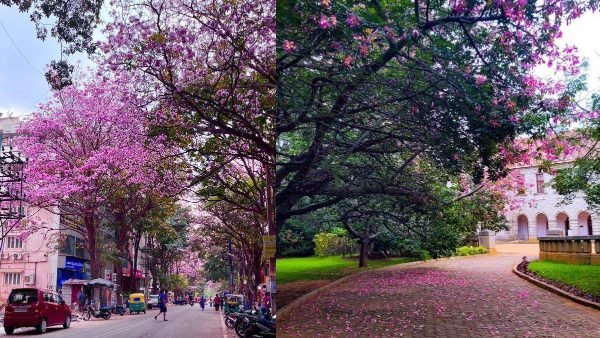Bengaluru Turns Pink Again With Cherry Blossoms-Like Flowers, See ...