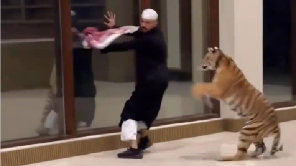 Viral Video Shows Pet Tiger Chasing Man In Lavish Dubai Home - Oneindia ...