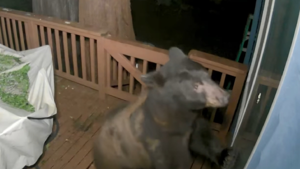 Viral Video Shows A Huge Bear Trying To Break Into US Woman's Home ...