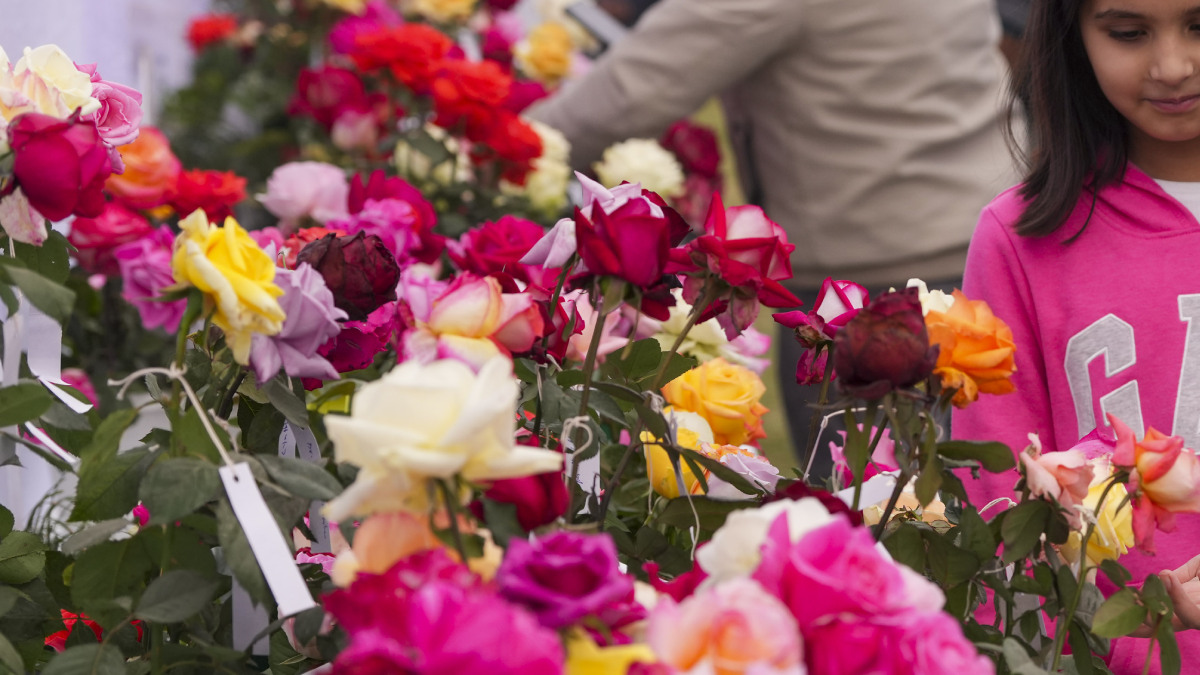 Rose Day 2024: Rose Colors' Meanings to Help You Pick the Correct Bloom ...