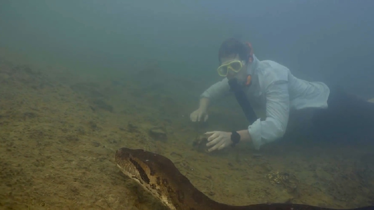 Watch Viral Video Of Amazon's World's Largest Snake, 26 Feet Long And ...