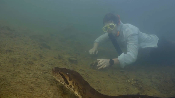 Watch Viral Video Of Amazon's World's Largest Snake, 26 Feet Long And 200 Kg - Oneindia News