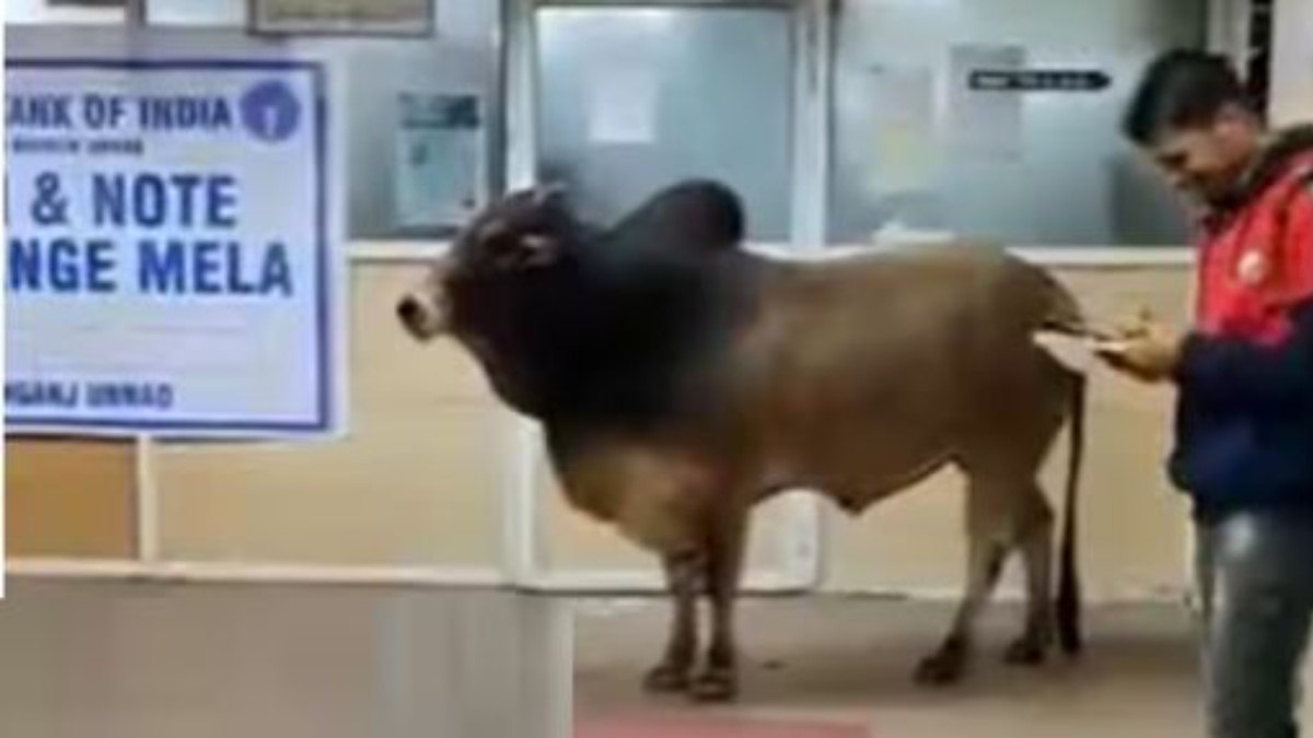Dangerous Bulls Roam Bengaluru Streets: Elderly Couple Attacked ...