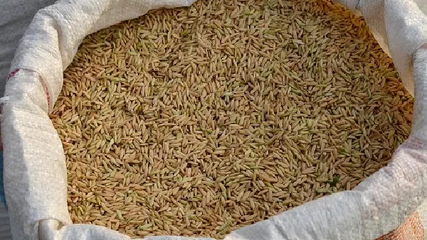 Russia Warns Of Rice Import Ban From Pakistan Over Food Safety Concerns ...
