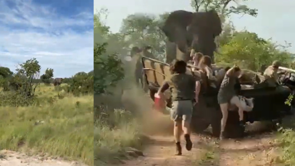 VIRAL Video : Tragic Elephant Attack Kills Tourist On African Safari ...