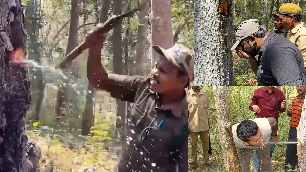 Bengaluru's Water Woes And Nature's Solution: The Story Of Indian Laurel Tree Also Known As ...