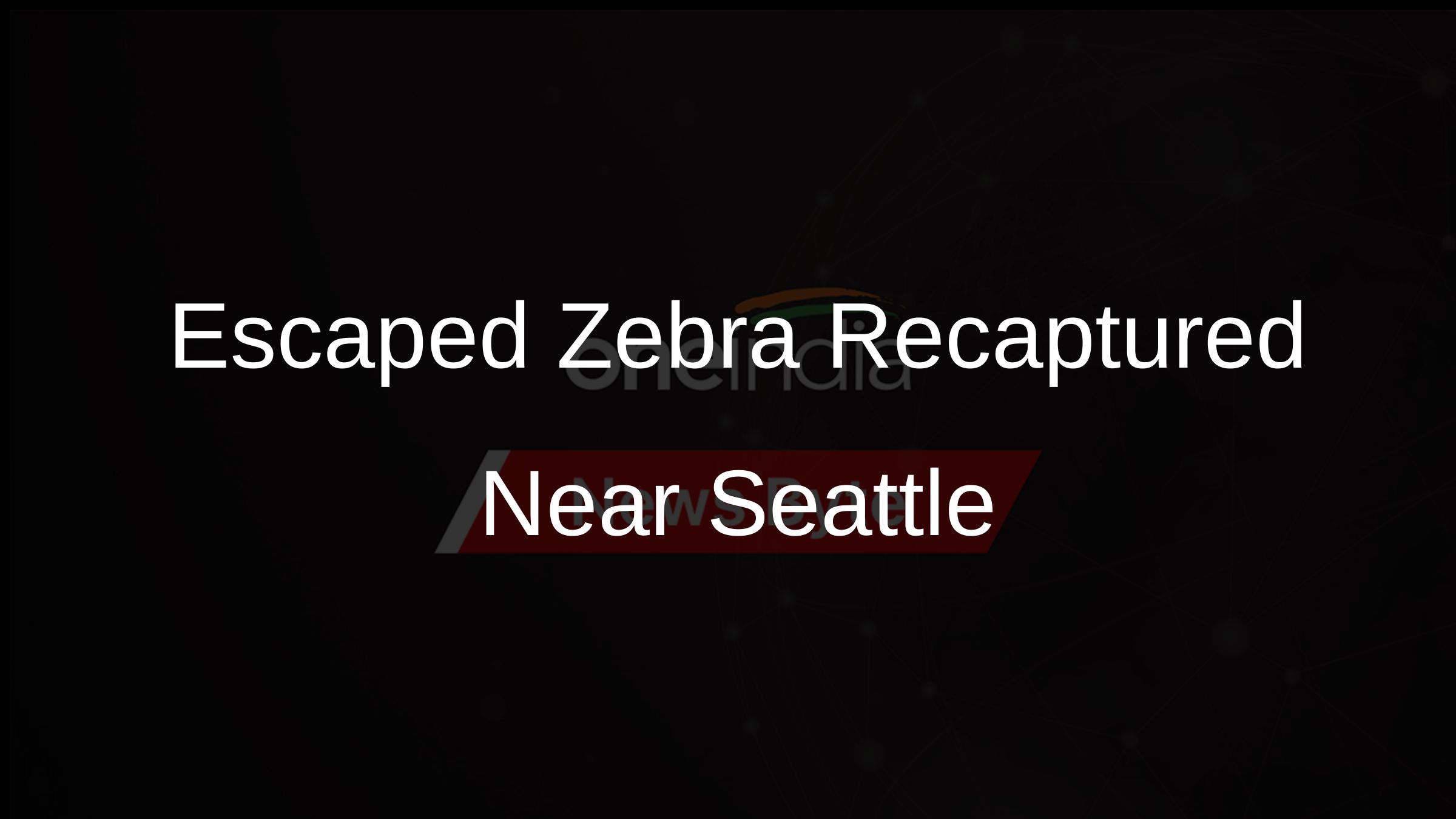 Escaped Zebra Recaptured Near Seattle After Days on the Loose - Oneindia News