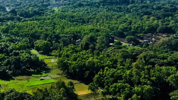 Green Surge: Navi Mumbai's Tree Population Soars By 78% In Just 8 Years ...