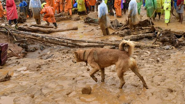 Kerala Landslides: Animal Welfare Dept Working To Get New Homes For ...