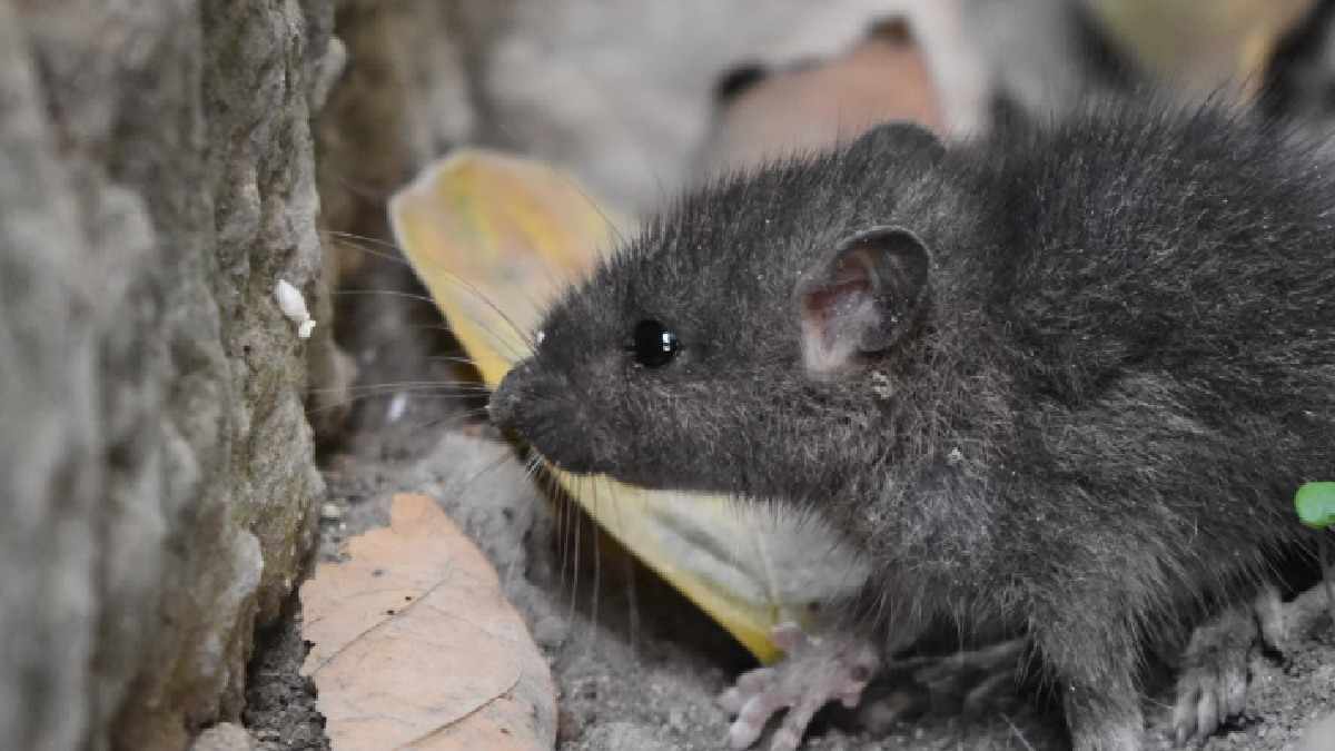 Rat Crisis In Pakistan | Why Is Pakistan Spending PKR 1.2 Million On ...