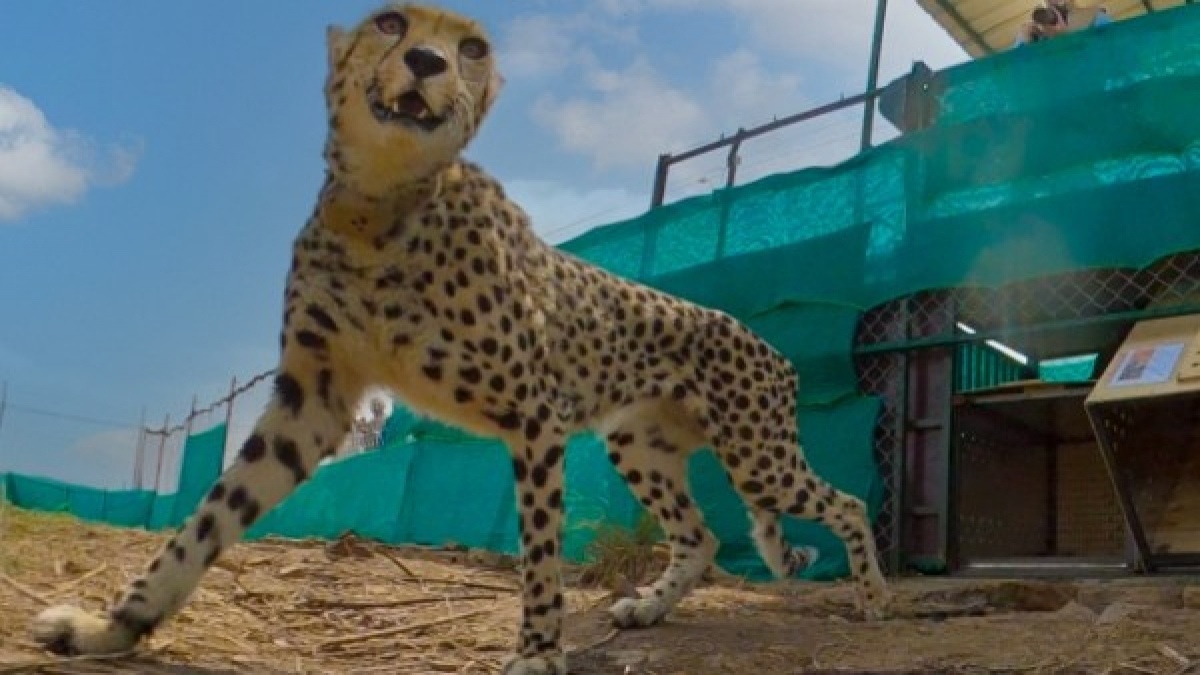 Project Cheetah: Audit Report Flags ‘Lack Of Coordination’ Between ...