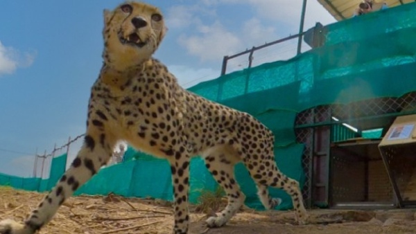Project Cheetah: Audit Report Flags ‘Lack Of Coordination’ Between ...