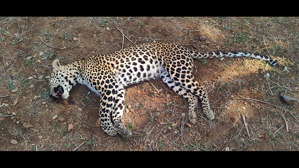 Three Fatal Leopard Attacks in Udaipur Within Two Days - Oneindia News