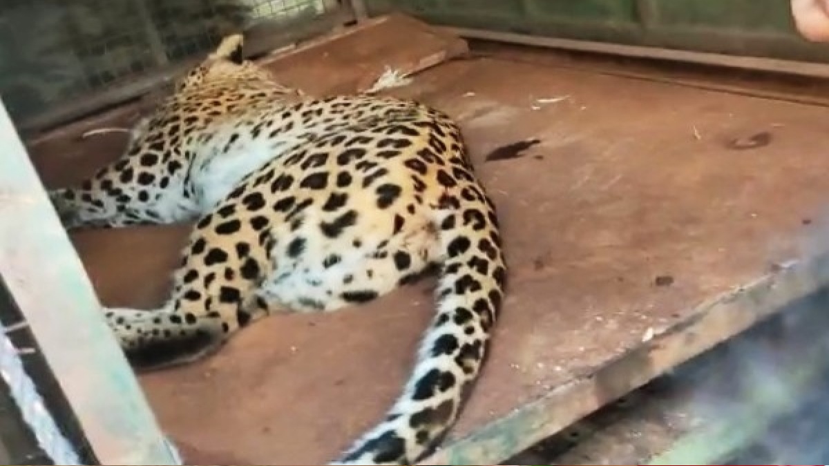 Wild Leopard Caught After Week Of Sightings In Bengaluru - Oneindia News