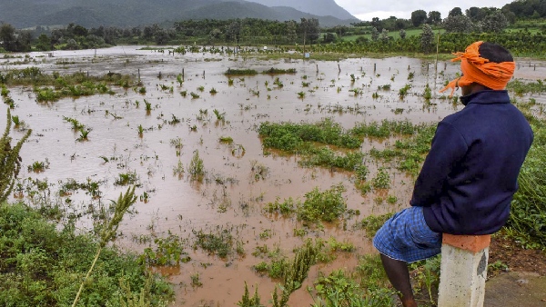 Mumbai-Goa Highway Construction Sparks Agricultural Disaster: 200 Acres ...