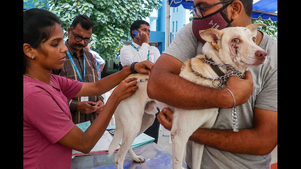 Minnesota Reports Rare Human Death from Rabies in Bat Contact Case ...