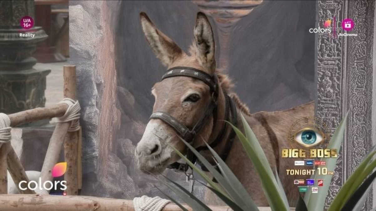Bigg Boss 18 Faces Backlash: Donkey Max Removed After PETA and PFA ...
