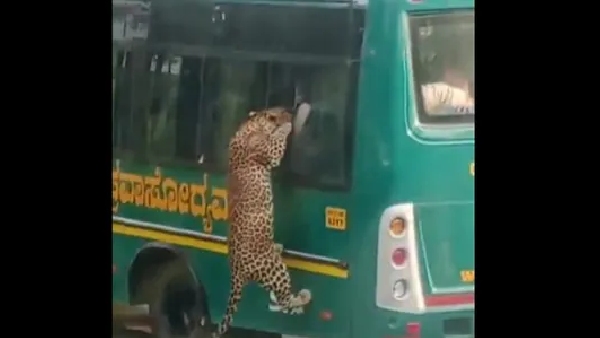 WATCH Viral Video | Leopard Leaps Onto Safari Bus At Bannerghatta Park ...