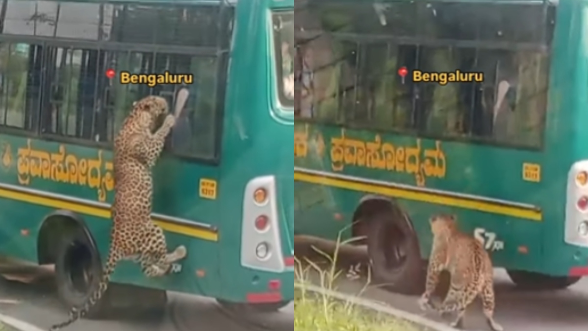 Leopard Jumps Onto Bus Window At Bannerghatta National Park Stuns ...