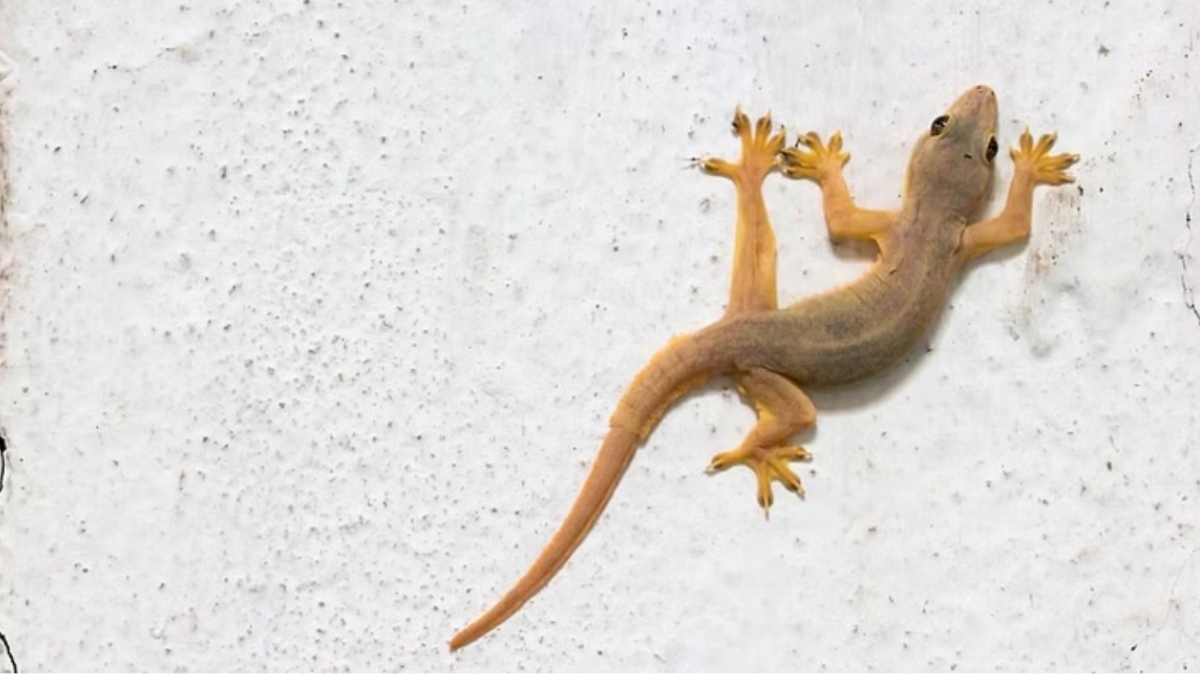 Diwali 2024 Lucky Or Not: Why Spotting A Lizard On Diwali Could Bring ...