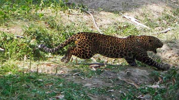 Leopard Spotted In Bengaluru: Big Cat Reported Near Apartment In Banashankari - Oneindia News