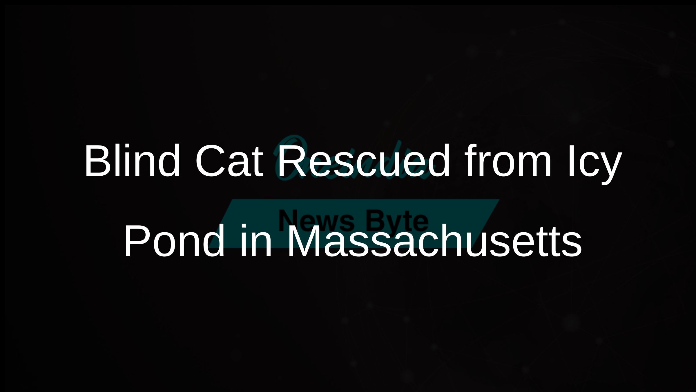 Rescue of 20-Year-Old Blind Cat from Icy Massachusetts Pond - Oneindia News