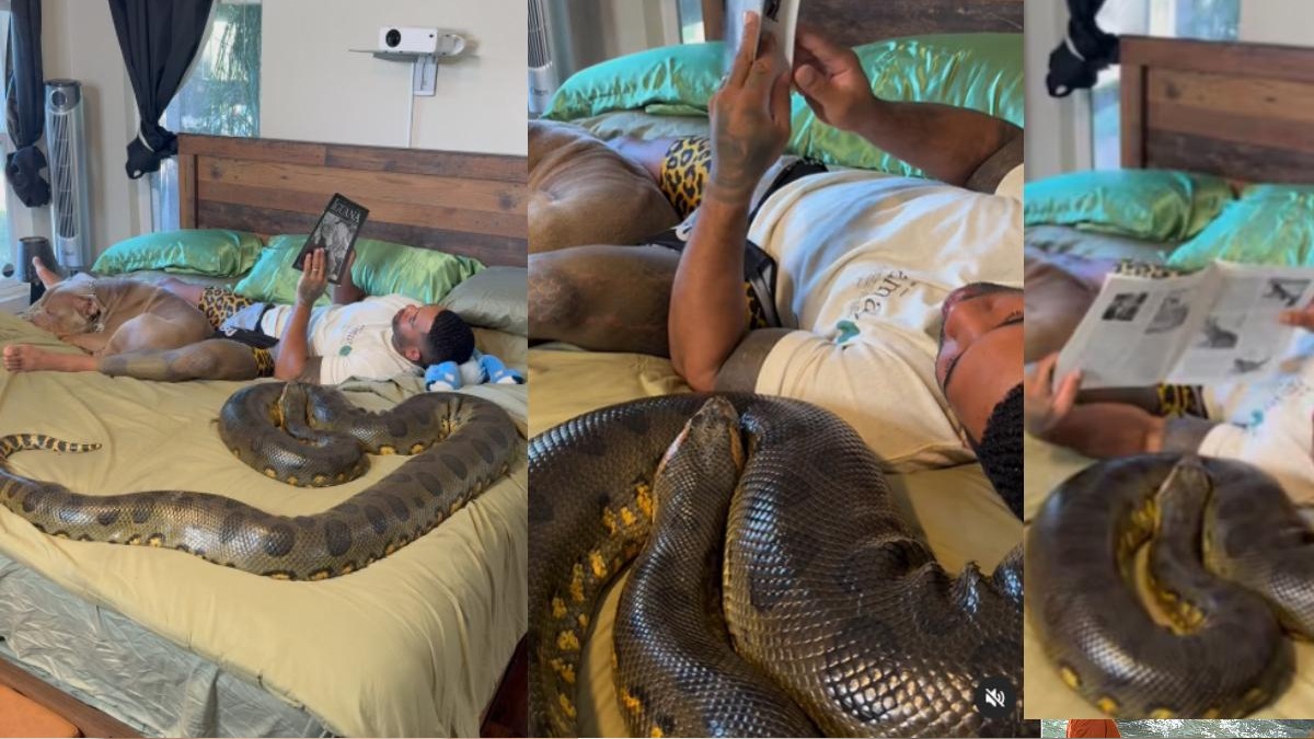 Man Casually Reads Book With Giant Python Lounging Beside Him, Viral Video Leaves Netizens ...