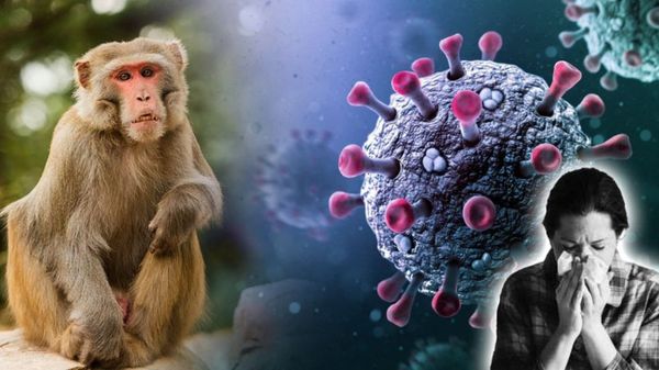 Karnataka: Monkey Fever Cases Surge In Chikkamagaluru, Health Officials ...