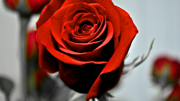 Rose Price Doubles: Couples Turn To Online Orders This Valentine’s Day ...