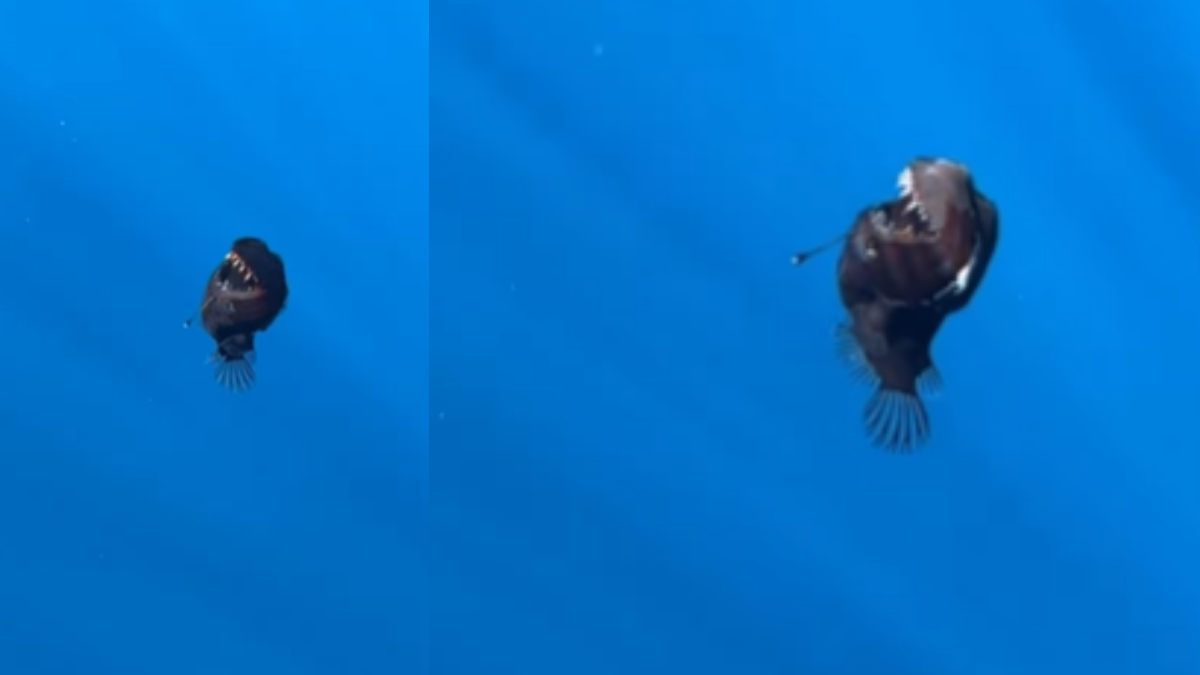 Ultra-Rare Deep-Sea Fish Surfaces For The First Time, Stuns Experts ...