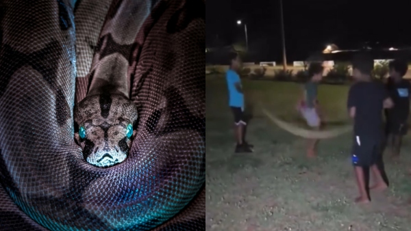 Viral Video: Children Seen Jumping Over Python Like A Skipping Rope In ...