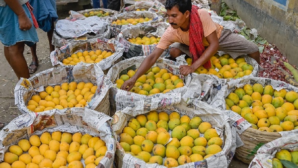 Mango Prices In Mumbai: Here’s What You Will Pay For The Best Mango ...
