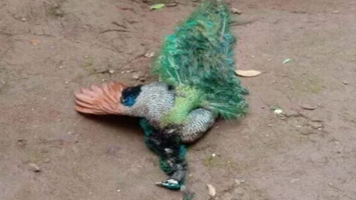 20 Peacocks Mysteriously Dead in Karnataka’s Hanumanthapura After 5 ...