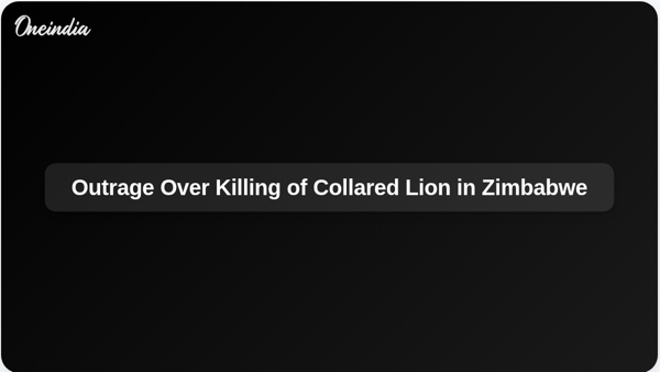 Trophy Hunter Kills Collared Lion in Zimbabwe Research Project ...