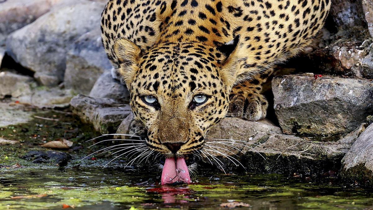 AI Reveals Leopards Hunted Human Ancestors 1.8 Million Years Ago: Study ...