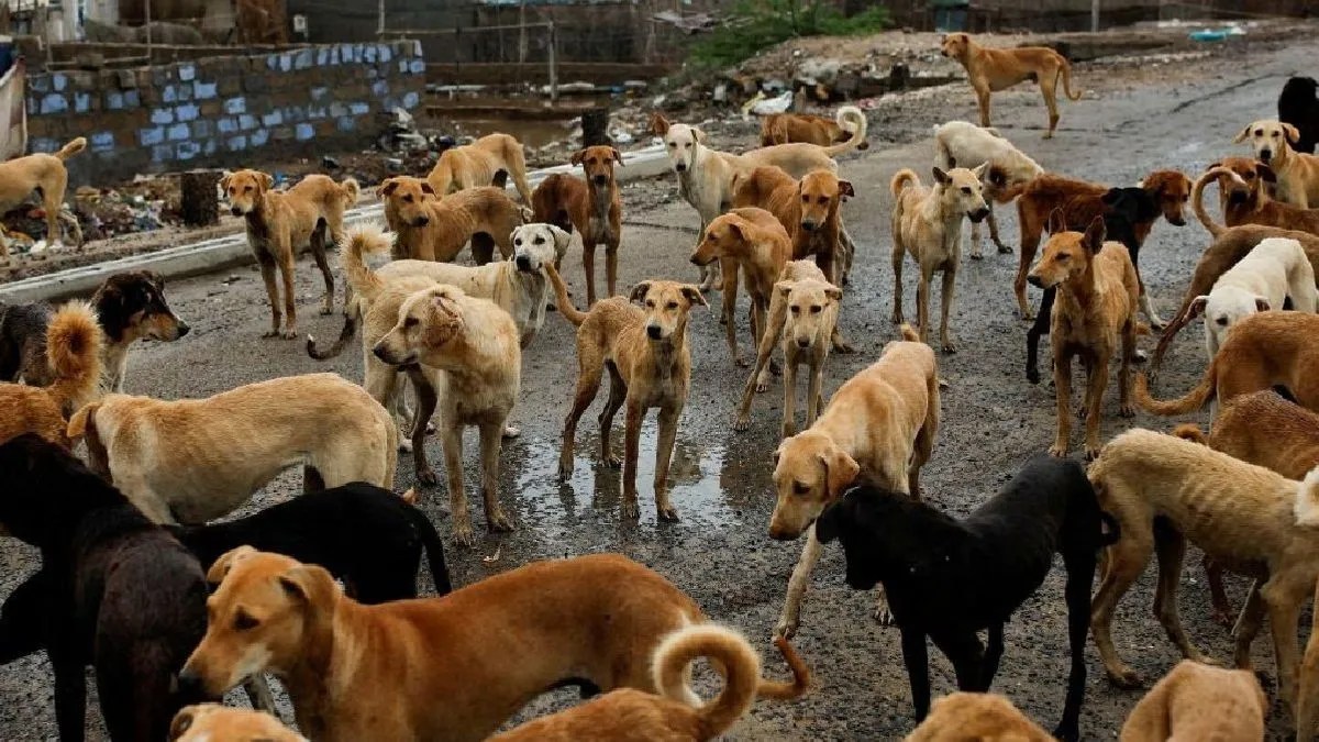 Hundreds of Street Dogs Found Dead in Telangana, Sarpanches Among ...