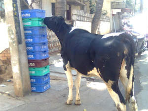 ನಮ್ಮ ನಂದಿನಿಗೆ ಮಾತಾಡಲು ಬಂದಿದ್ದರೆ... | Nandini Cow inspects KMF Milk ...
