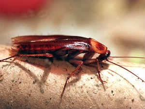 ಯಕ್ಕು! ಜಿರಲೆ ತಿಂದೂ ತಿಂದೇ ಪ್ರಾಣ ಬಿಟ್ಟ ಅಮೆರಿಕದವ | Florida Cockroach ...