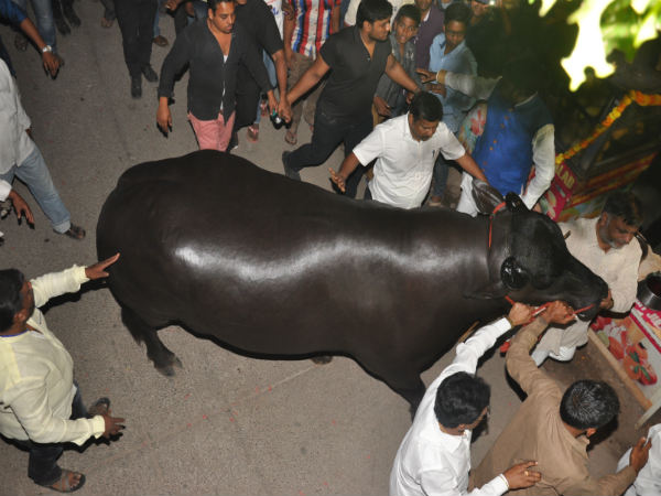 ಏಳು ಕೋಟಿ ಬೆಲೆಬಾಳುವ ಕೋಣವನ್ನು ನೋಡಿದ್ದೀರಾ? | Yuvaraj bull turns star at ...