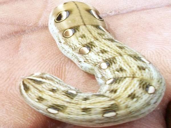 ರೈತರ ಬದುಕಿಗೆ ಮಾರಕವಾದ ಸೈನಿಕ ಹುಳುಗಳು | Army worms attacked in finger ...