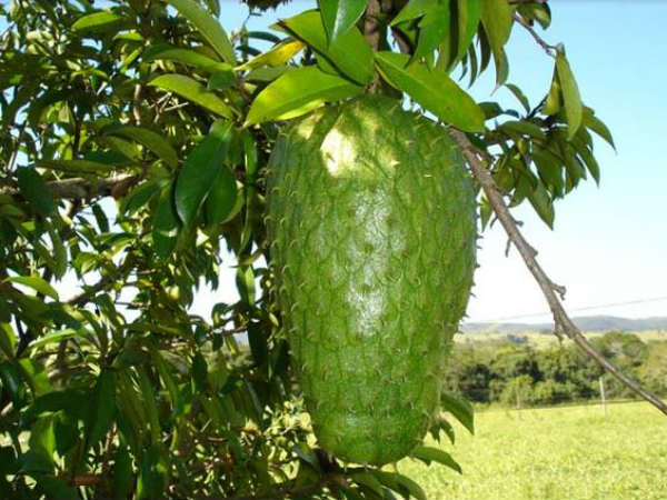 ಕ್ಯಾನ್ಸರ್ ಕಥೆ ಹೇಳಿಸಿದ ಲಾಲ್ ಬಾಗ್ ಹಣ್ಣಿನ ಮೇಳ | Does anyone know where ...