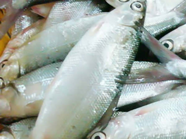 ಕರಾವಳಿ ಬಂದರಿಗೆ ಬೊಂಬಾಟ್ ಬೂತಾಯಿ! | More Buthai fish to meet rising demand ...
